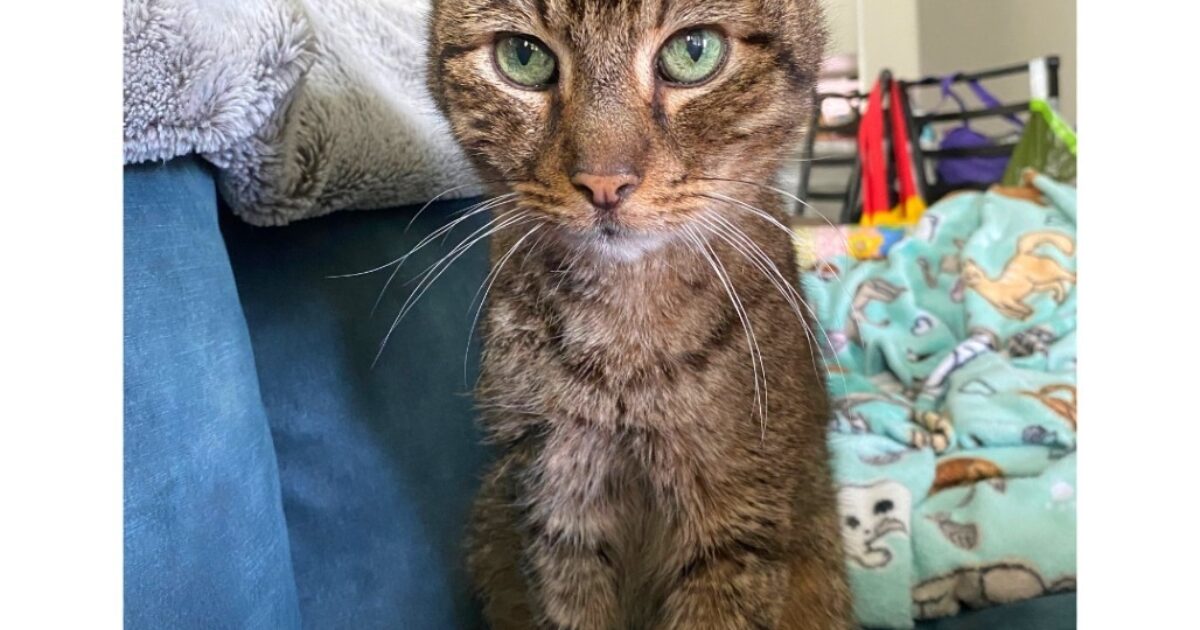 Austin Pets Alive! | Beebop