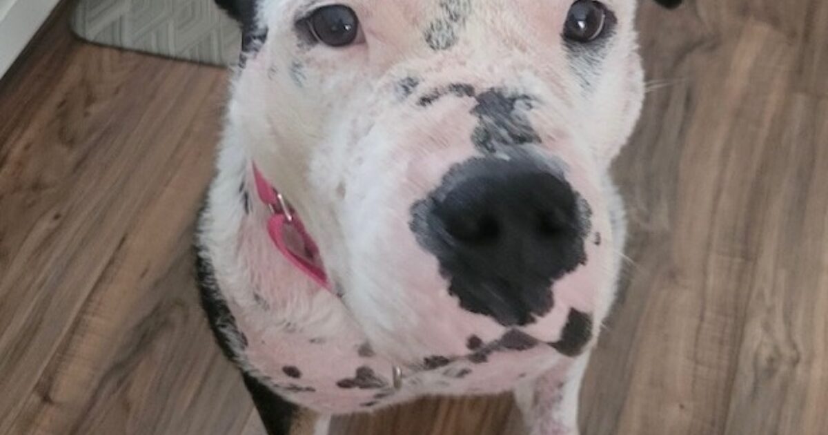 Austin Pets Alive! | Cheaddy