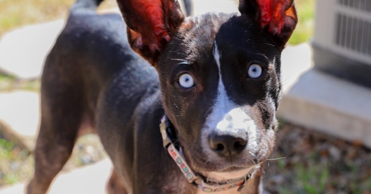 Austin Pets Alive! | Journey