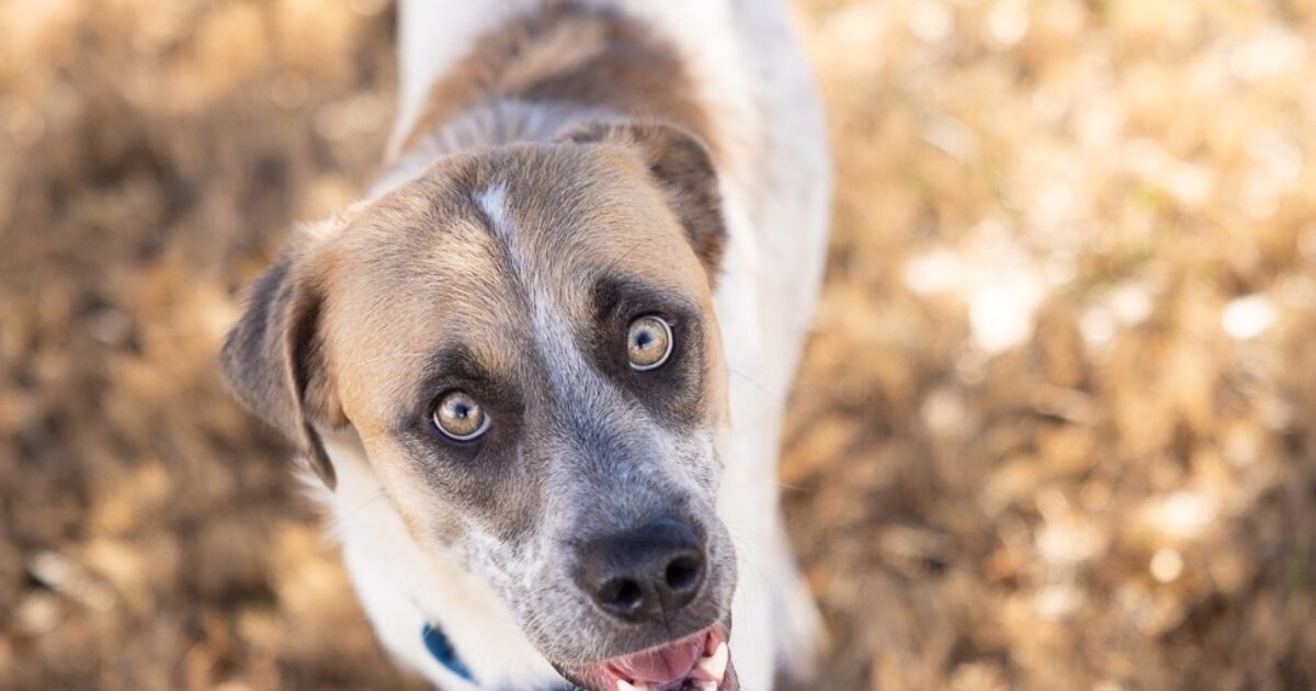 Austin Pets Alive! | Mama Sadie