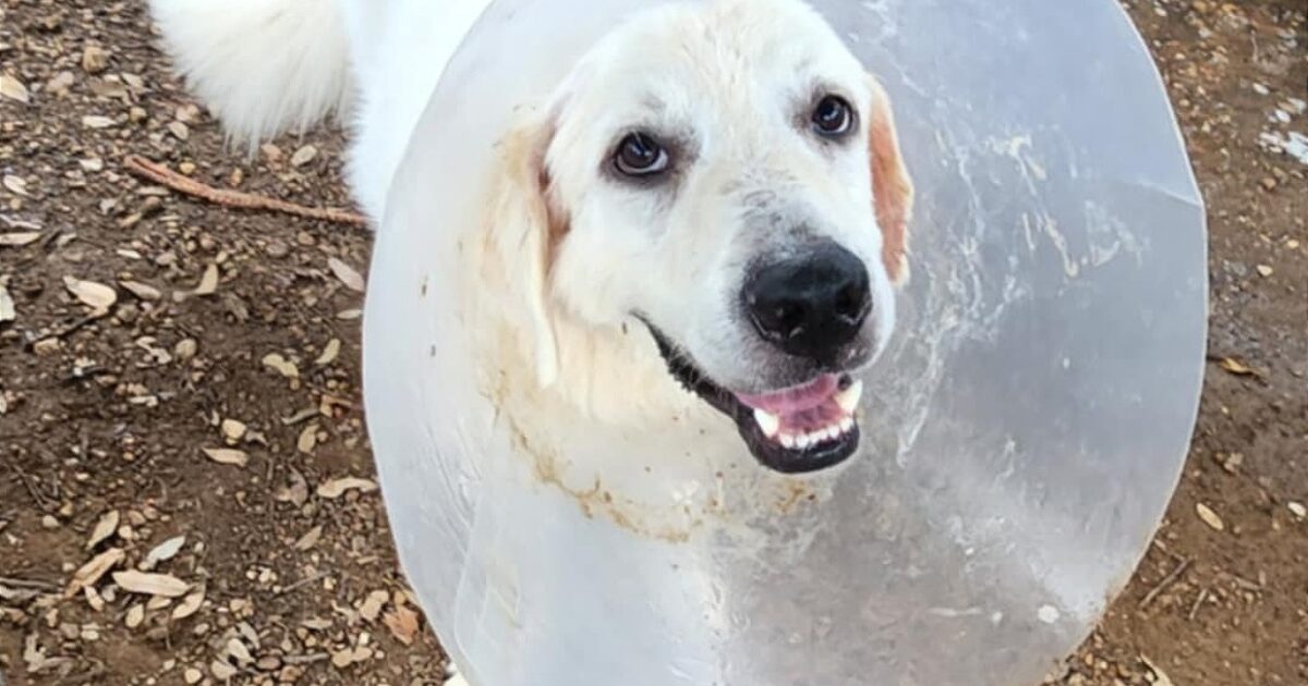 Austin Pets Alive! | Dewbert