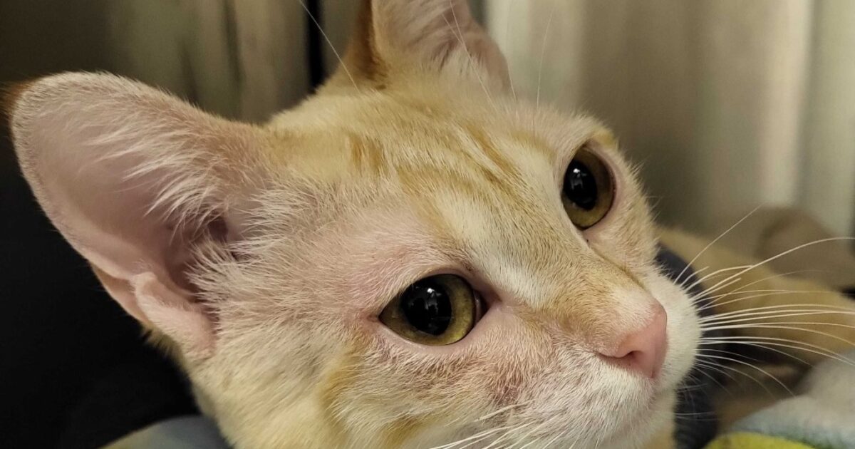 Austin Pets Alive! | Otter Pop