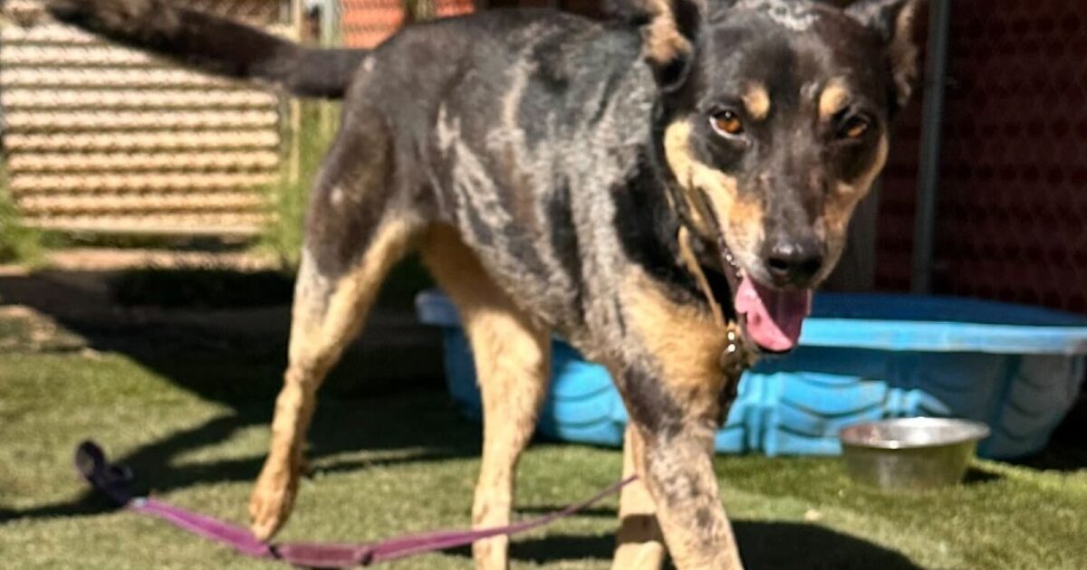 Austin Pets Alive! | Texa