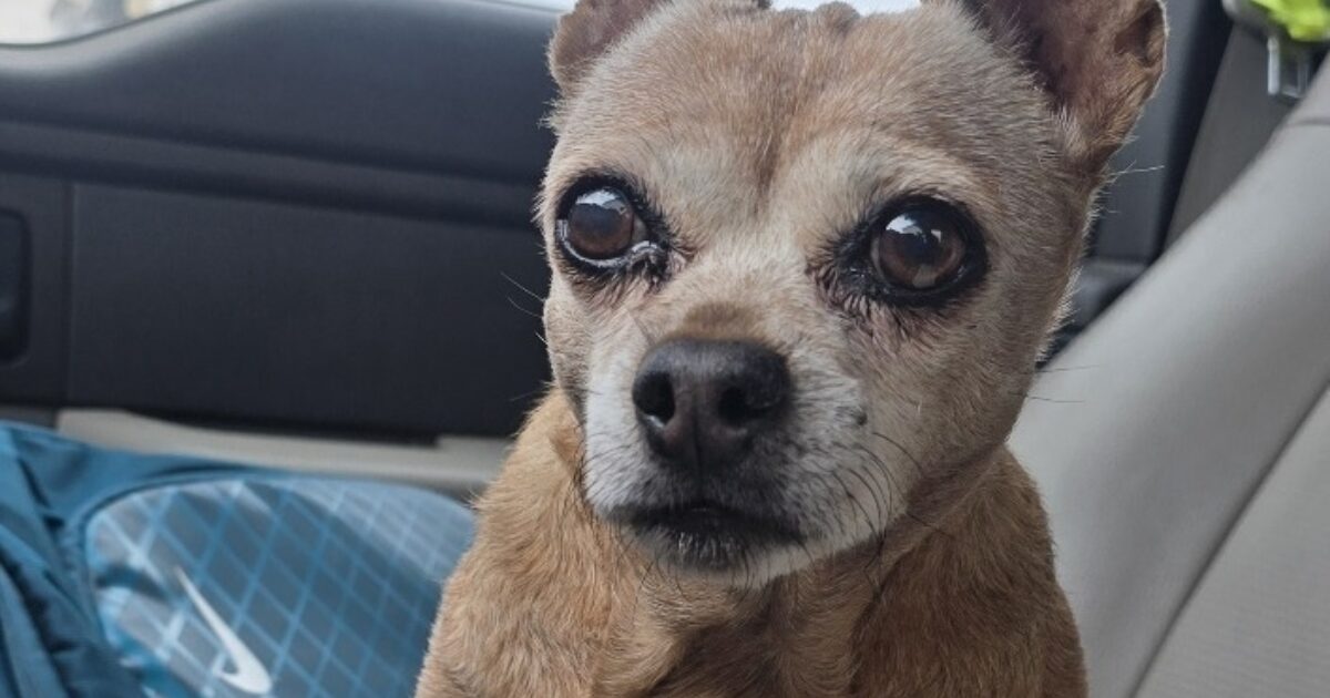 Austin Pets Alive! | Carmela