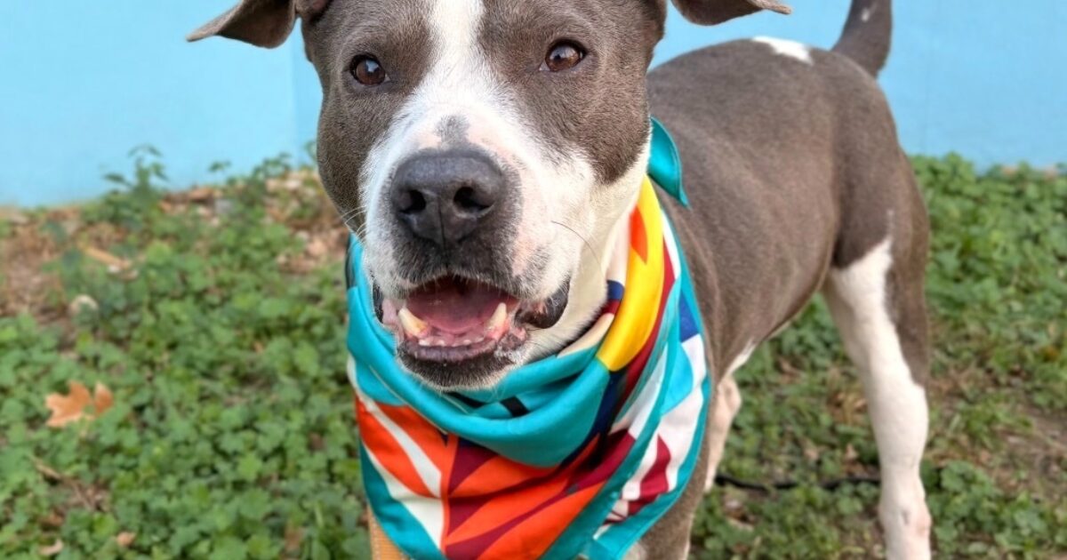 Austin Pets Alive! | Sterling