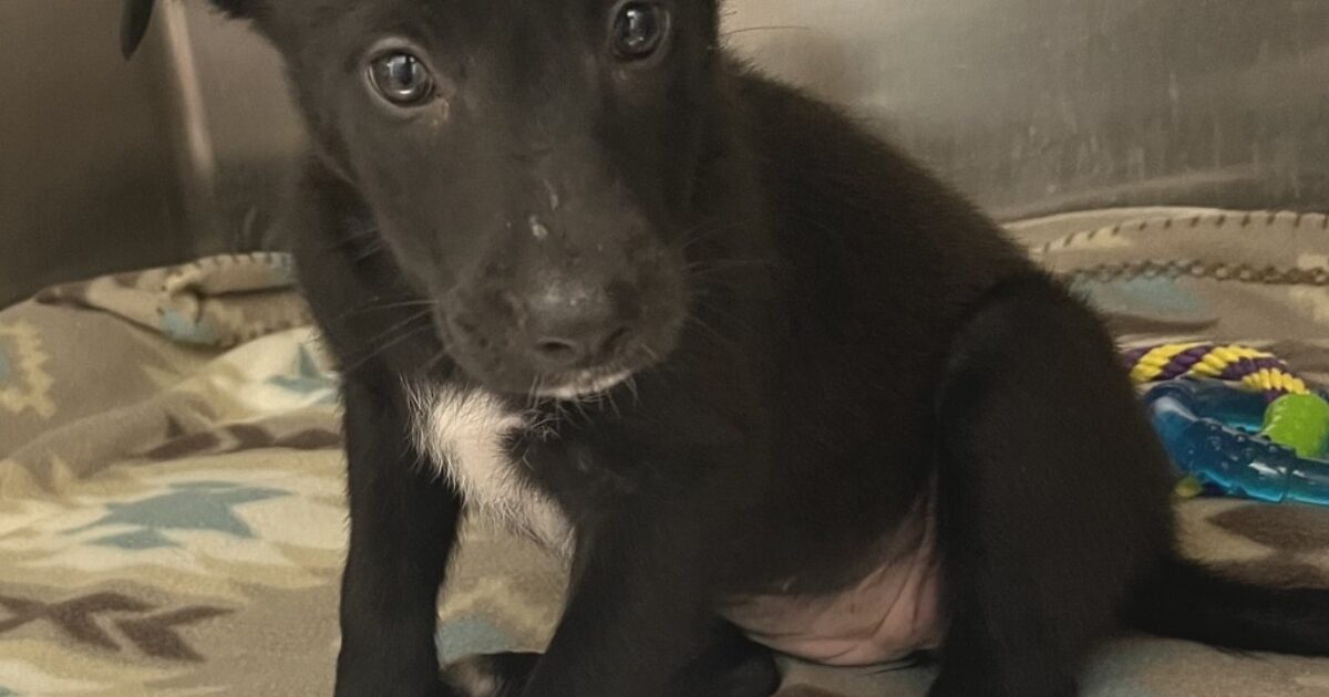 Austin Pets Alive! | Jessie