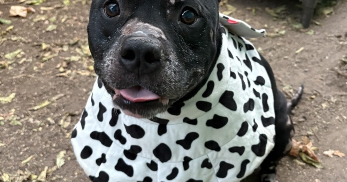 Austin Pets Alive! | Tenzy