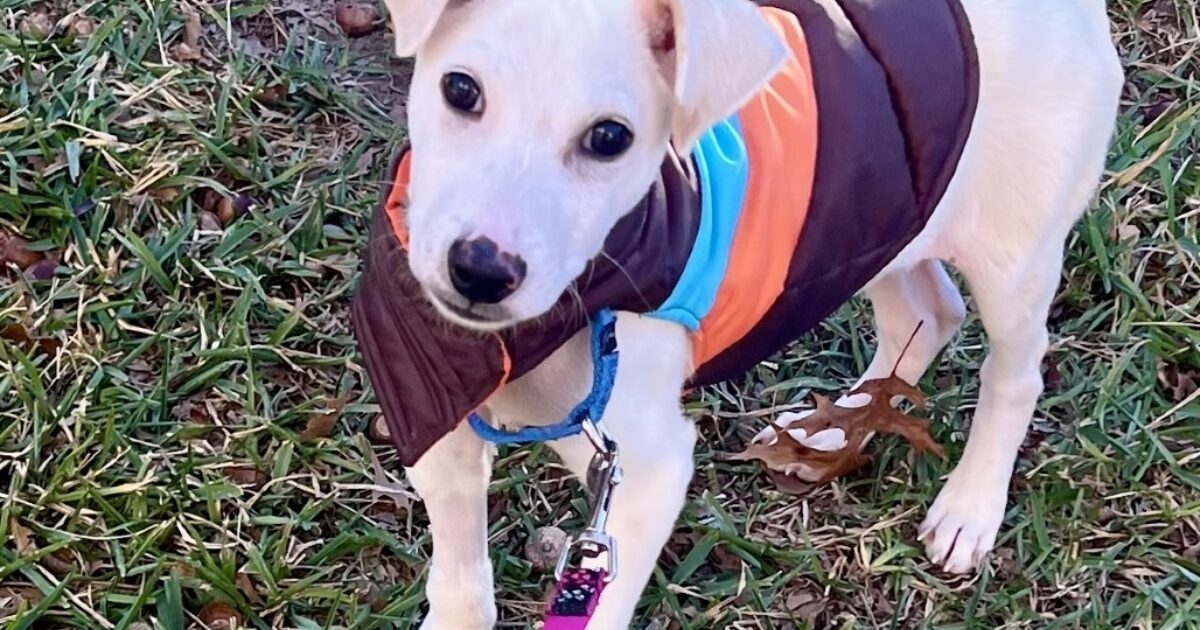 Austin Pets Alive! | A Christmas Story
