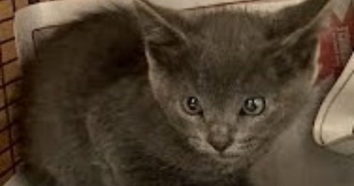 Austin Pets Alive! | Smurfette