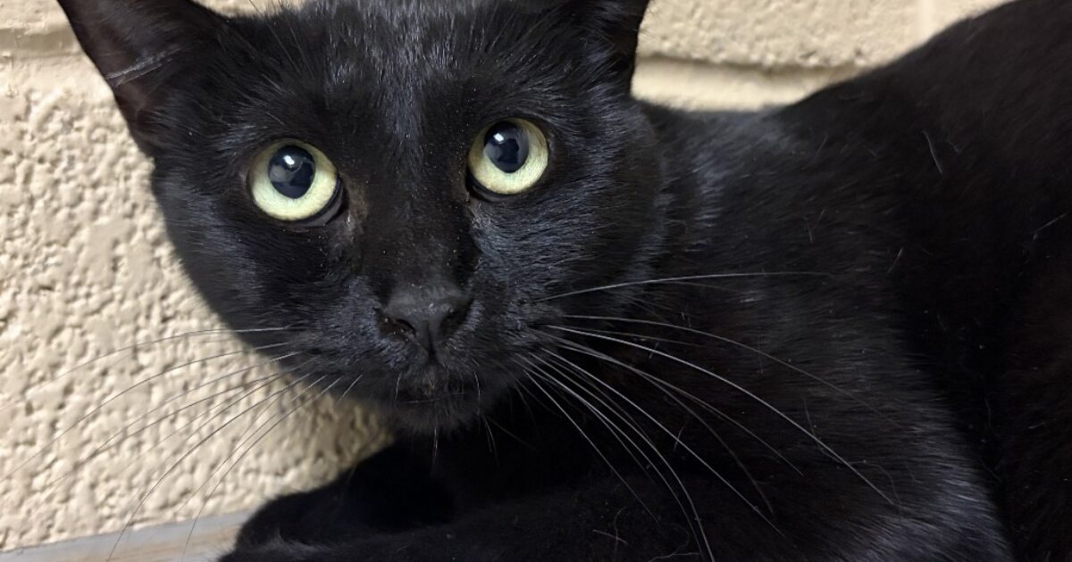 Austin Pets Alive! | Parker Posey