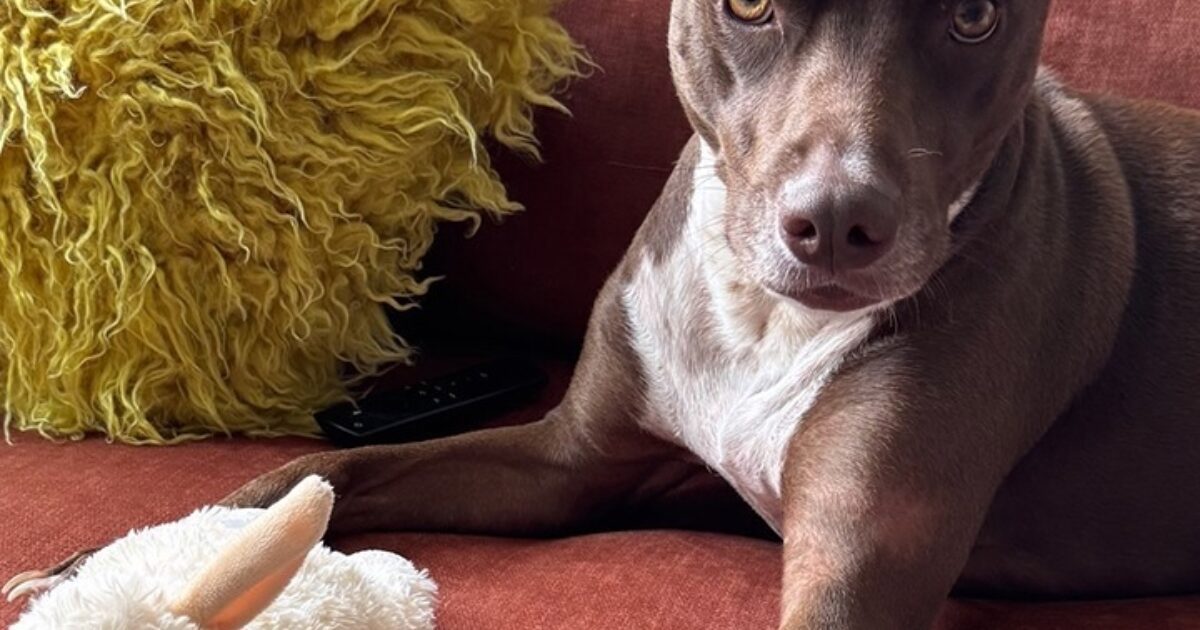 Austin Pets Alive! | Maple Bar