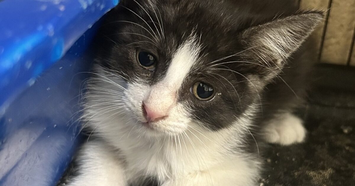 Austin Pets Alive! | Chachi