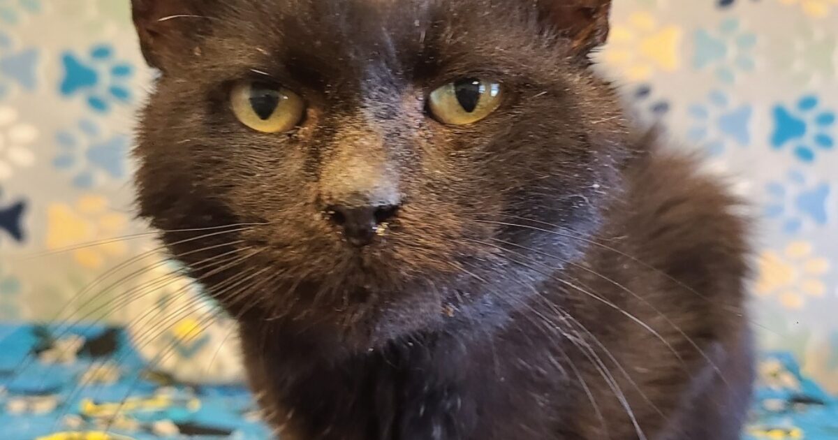 Austin Pets Alive! | Poe