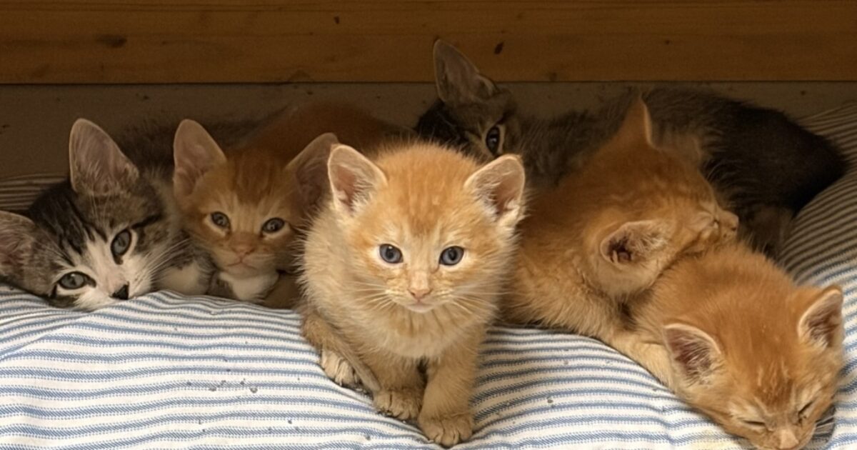 Austin Pets Alive! | Marriott