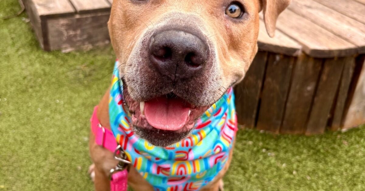 Austin Pets Alive! | Cowboy Caviar
