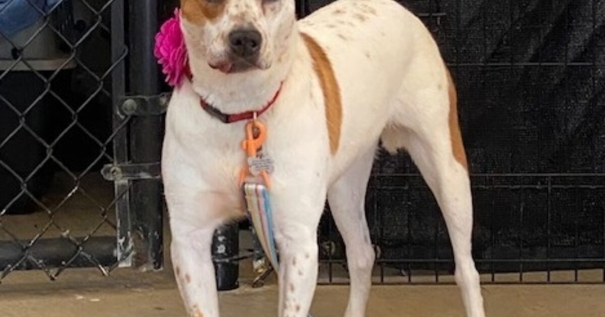 Austin Pets Alive! | Willa