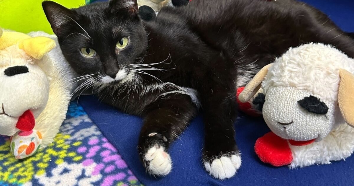 Austin Pets Alive! | Lambinator