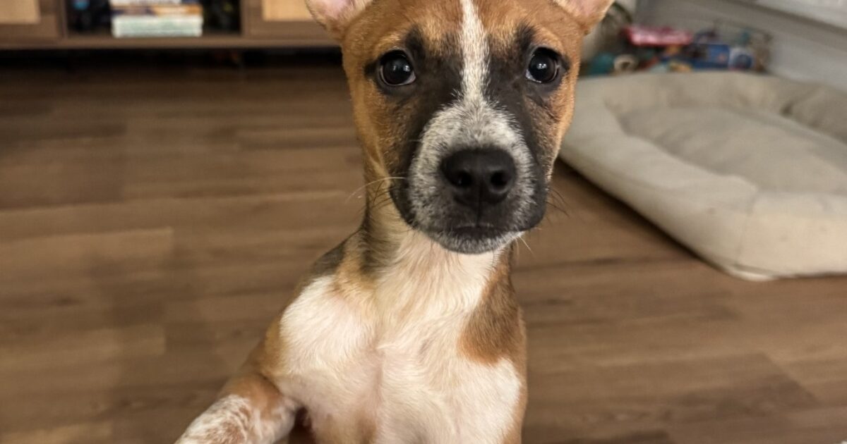 Austin Pets Alive! | Vixen