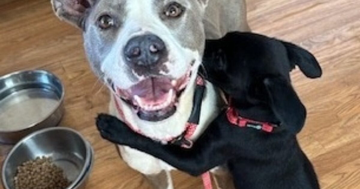 Austin Pets Alive! | Dill Pickle