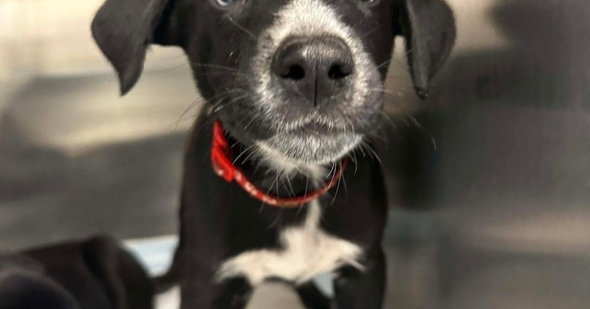 Austin Pets Alive! | Scamp