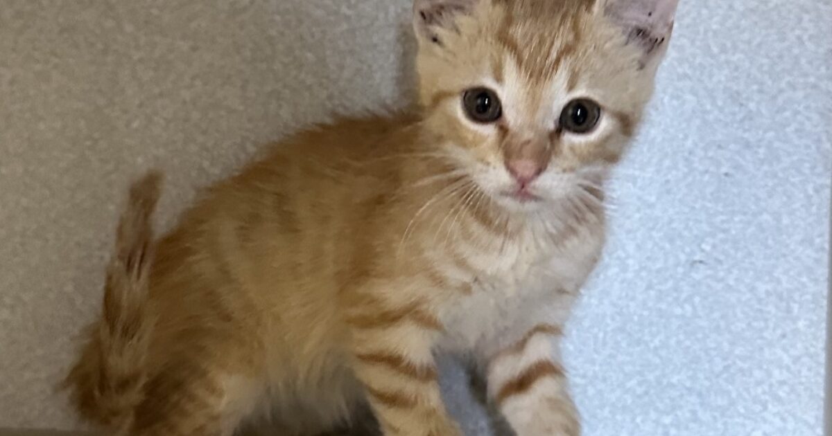 Austin Pets Alive! | Scholar