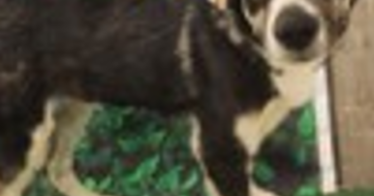 Austin Pets Alive! | Enzo
