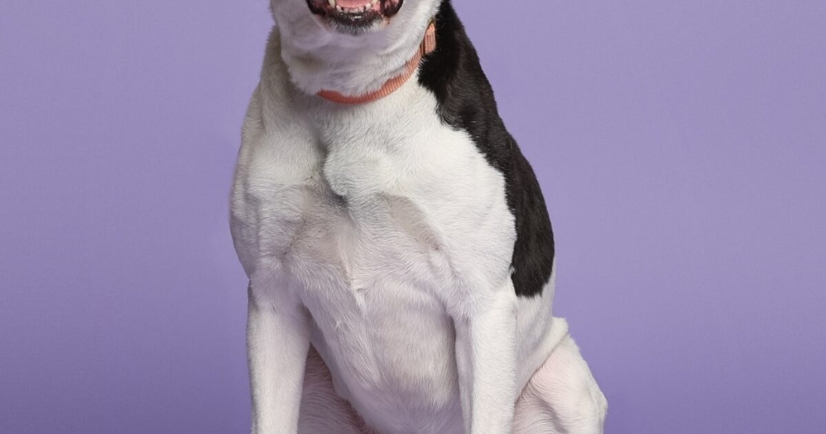 Austin Pets Alive! | Antoinette