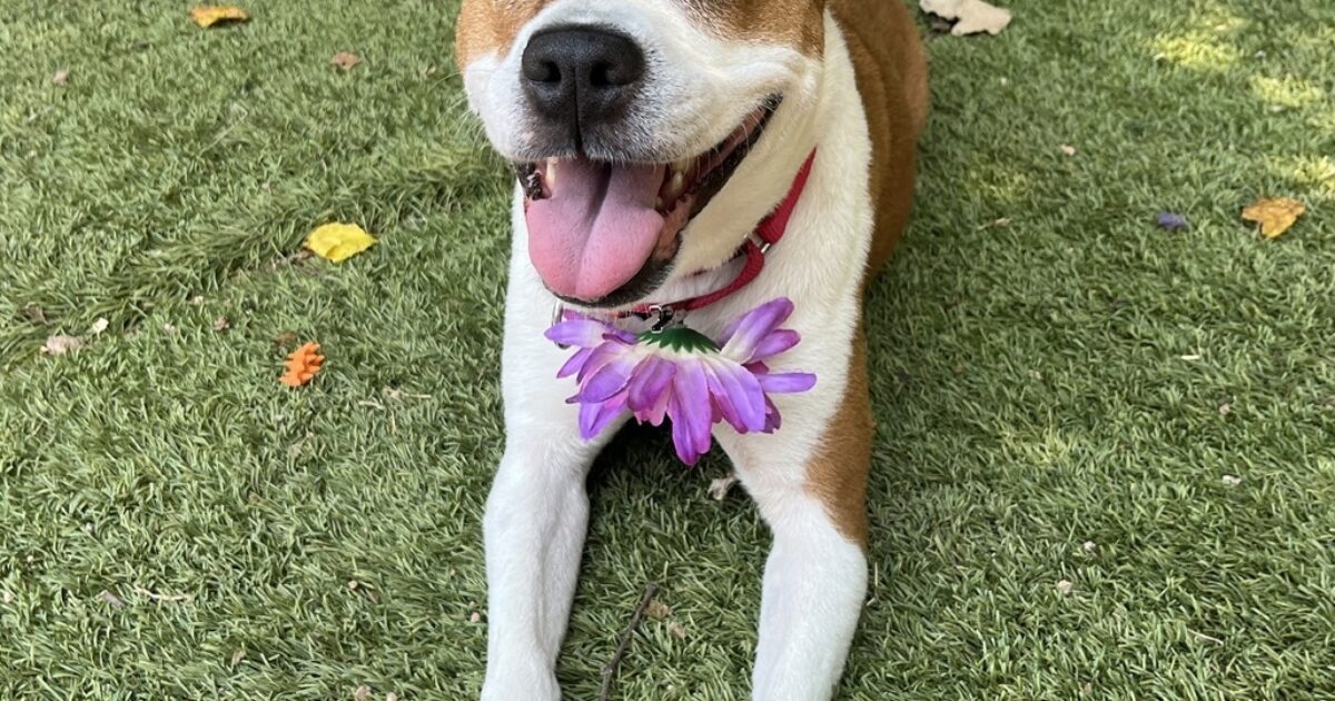 Austin Pets Alive! | Daisy