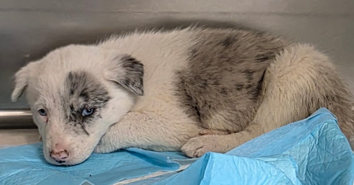 Austin Pets Alive! | Wintergreen