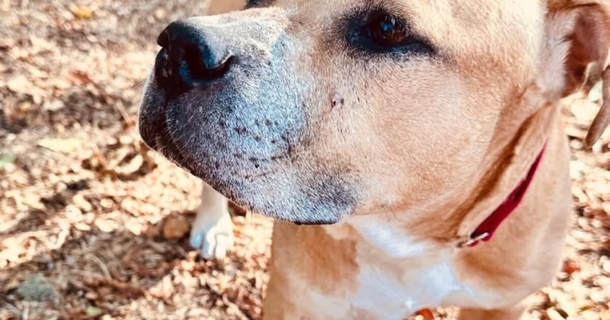 Austin Pets Alive! | Tips Bella
