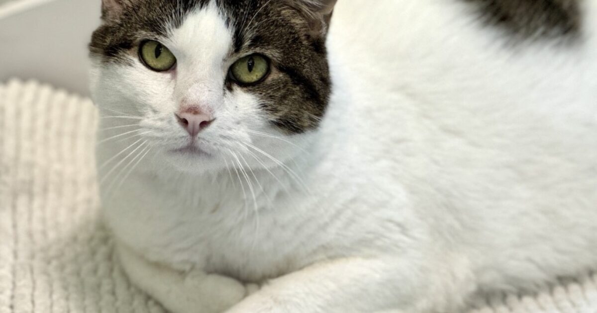 Austin Pets Alive! | Redis