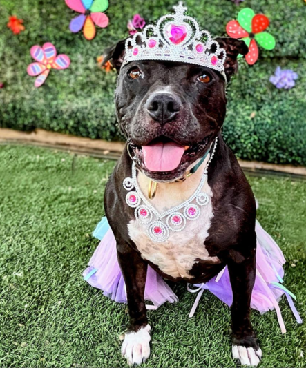 Austin Pets Alive! | Be a Hero & Rescue a Pet Today‎