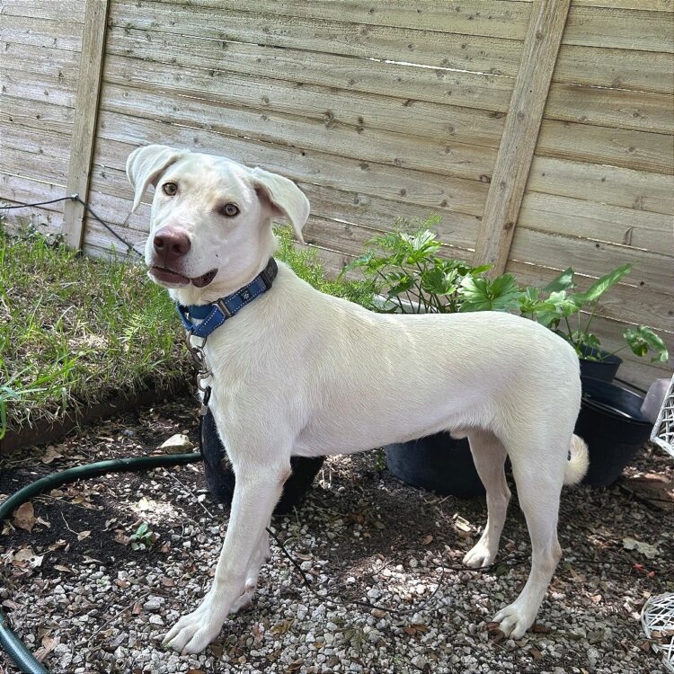 Austin Pets Alive! | Olaf