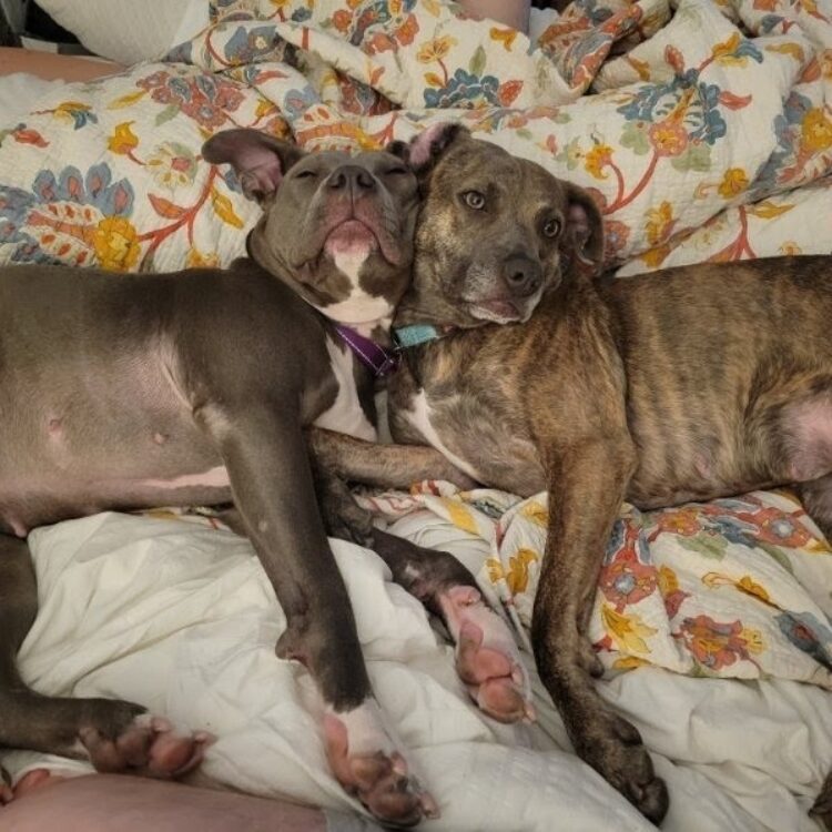 Austin Pets Alive! | Micky