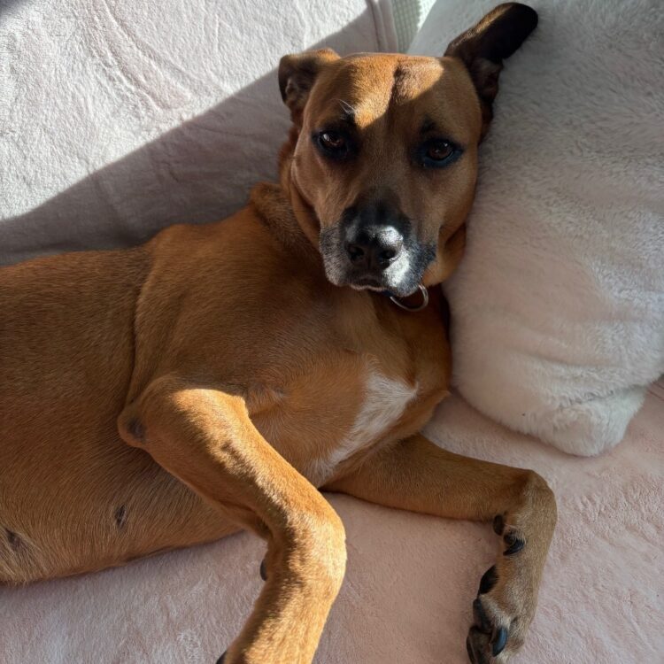 Austin Pets Alive! | Honey