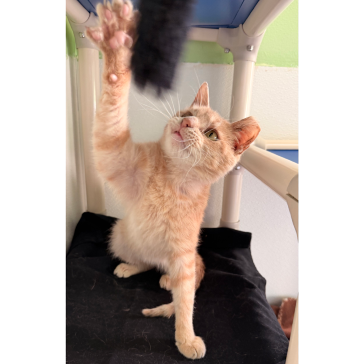 Austin Pets Alive! | Gare Bear