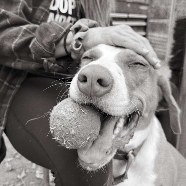 Austin Pets Alive! | Bandito