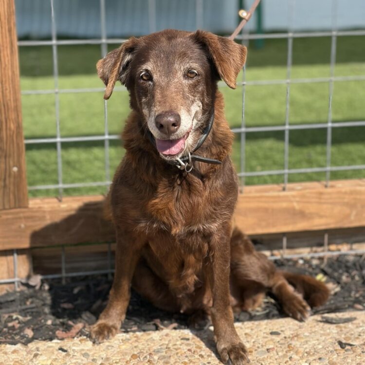 Austin Pets Alive! | Beasley
