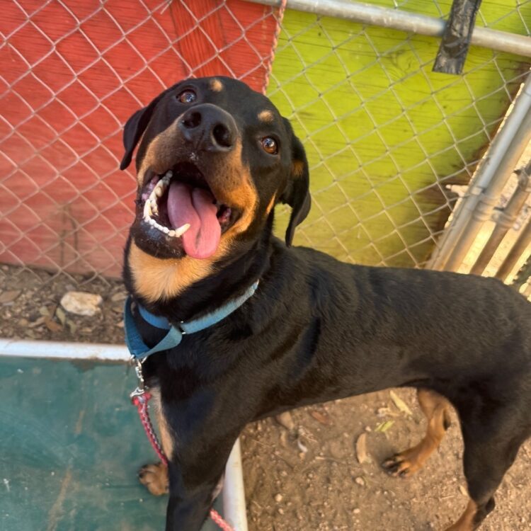 Austin Pets Alive! | Toaster