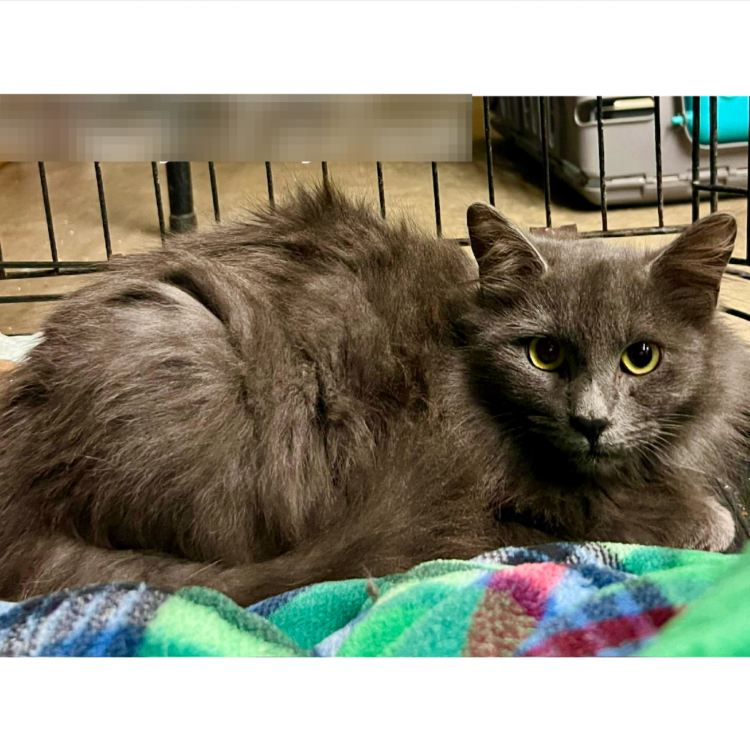 Austin Pets Alive! | Calvin