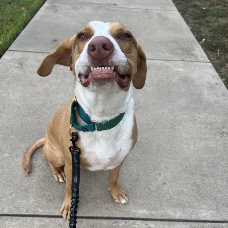 Austin Pets Alive! | Bandito