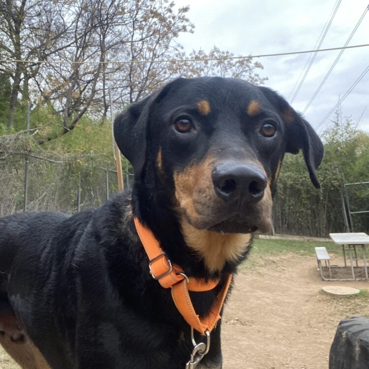 Austin Pets Alive! | Toaster