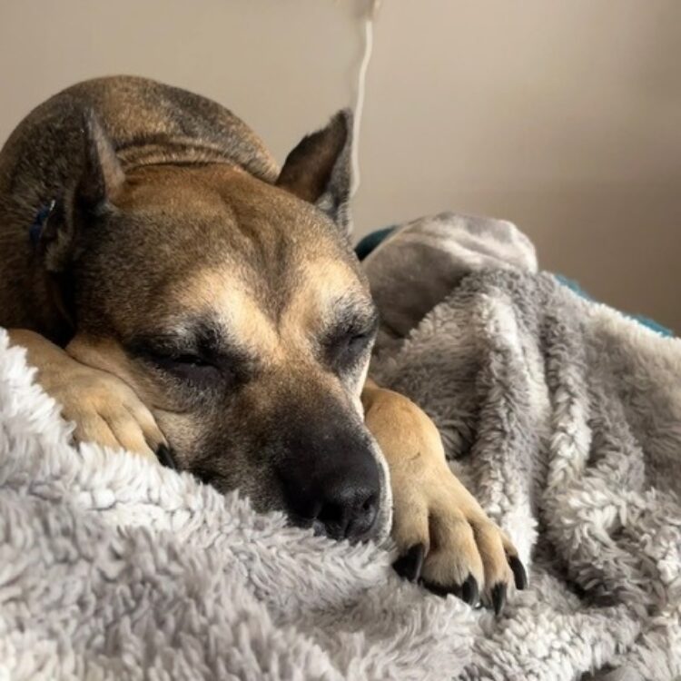 Austin Pets Alive! | Jack