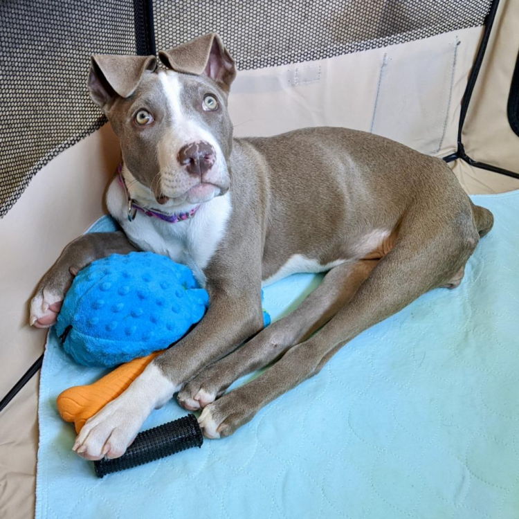 Austin Pets Alive! | Shea Butter