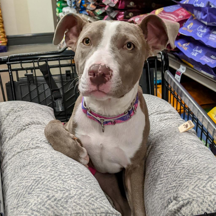 Austin Pets Alive! | Shea Butter