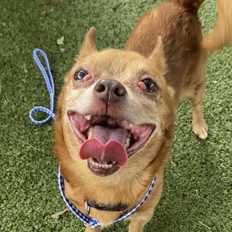 Austin Pets Alive! | Raul Hayes