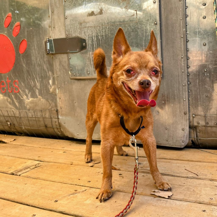 Austin Pets Alive! | Raul Hayes