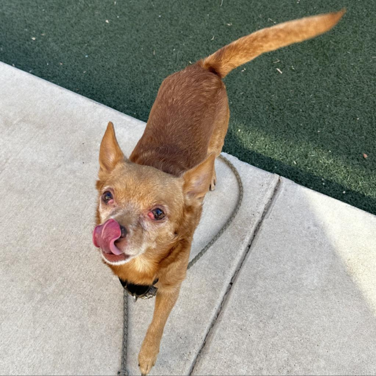 Austin Pets Alive! | Raul Hayes
