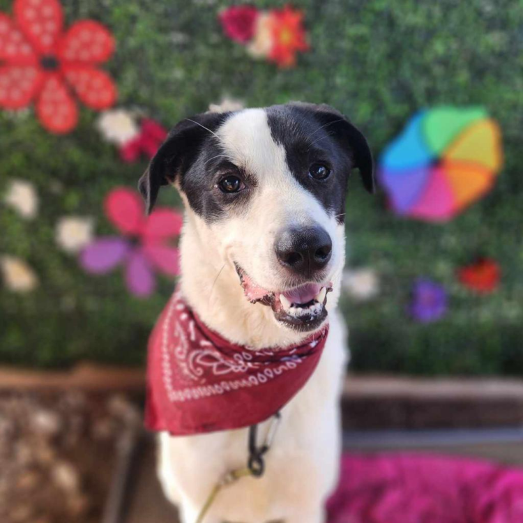 Austin Pets Alive! | Shep