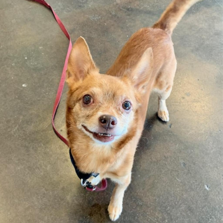 Austin Pets Alive! | Raul Hayes